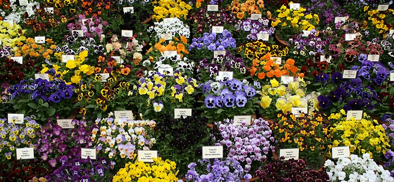 Organise a trip to an RHS flower show with your Gardening Club