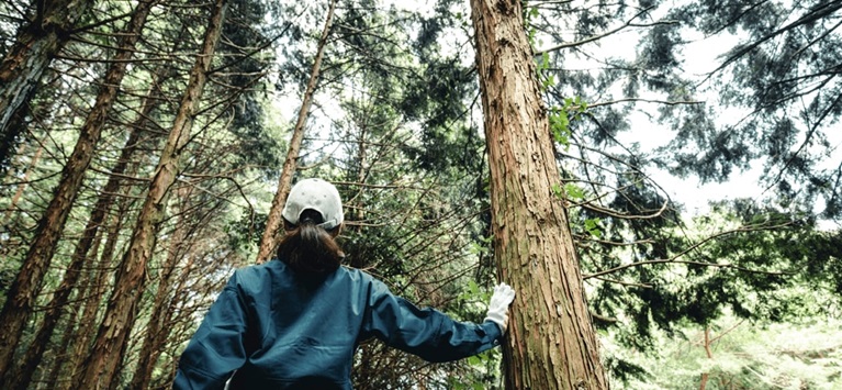 Impact of Climate Change - how to adapt your tree risk management