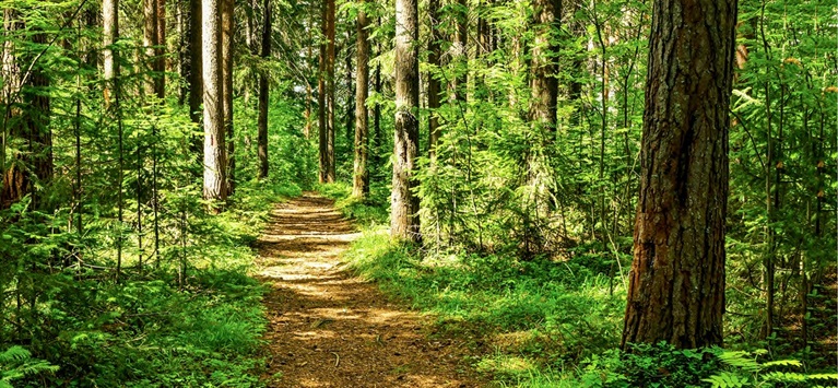 finding the right approach to tree risk management